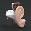 3d inner ear model