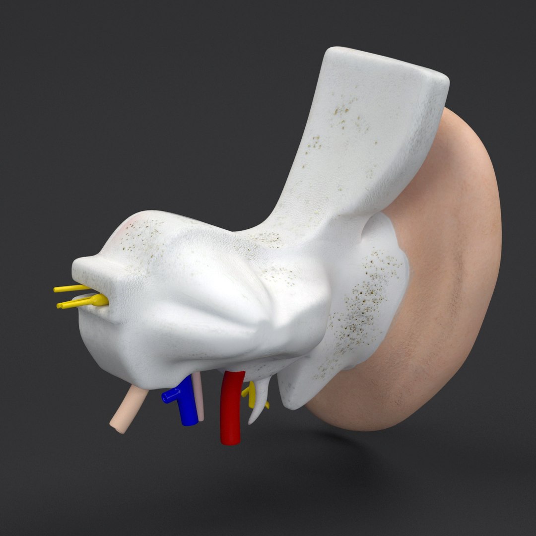 3d Inner Ear Model