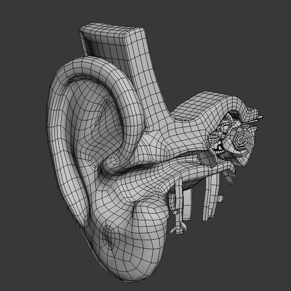 3d inner ear model