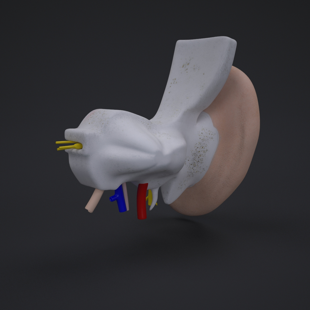 3d Inner Ear Model