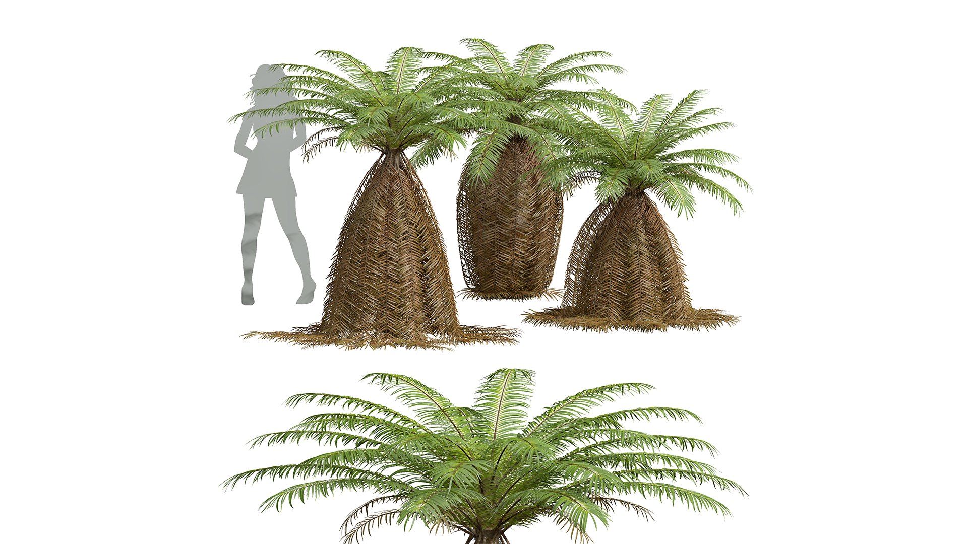 New Plant High Detail Brainea Insignis Fern Long Beard Medium 3D ...