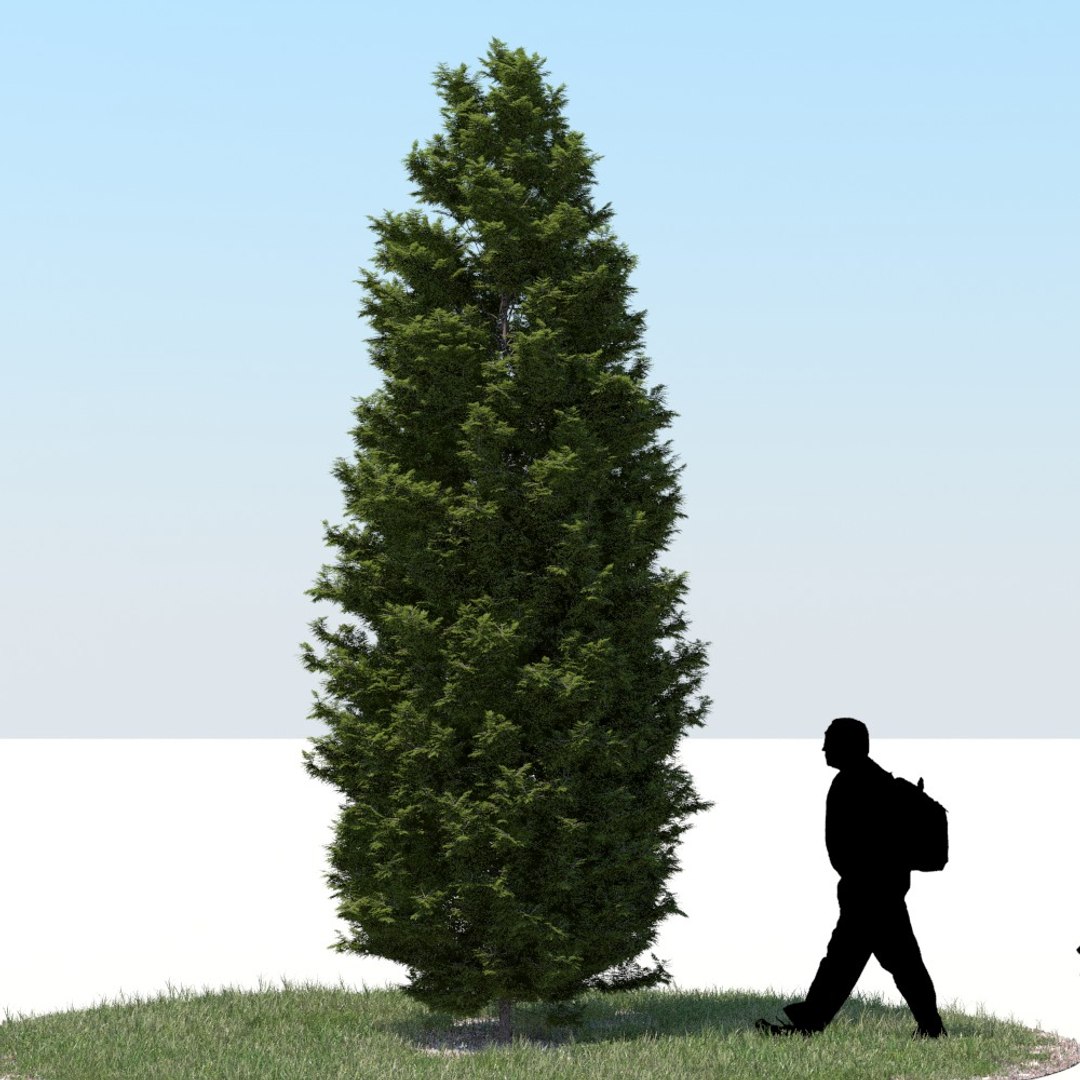3ds Max Realistic Thuja Tree