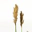 C4d Reed Grasses