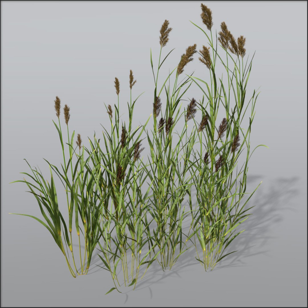 C4d Reed Grasses