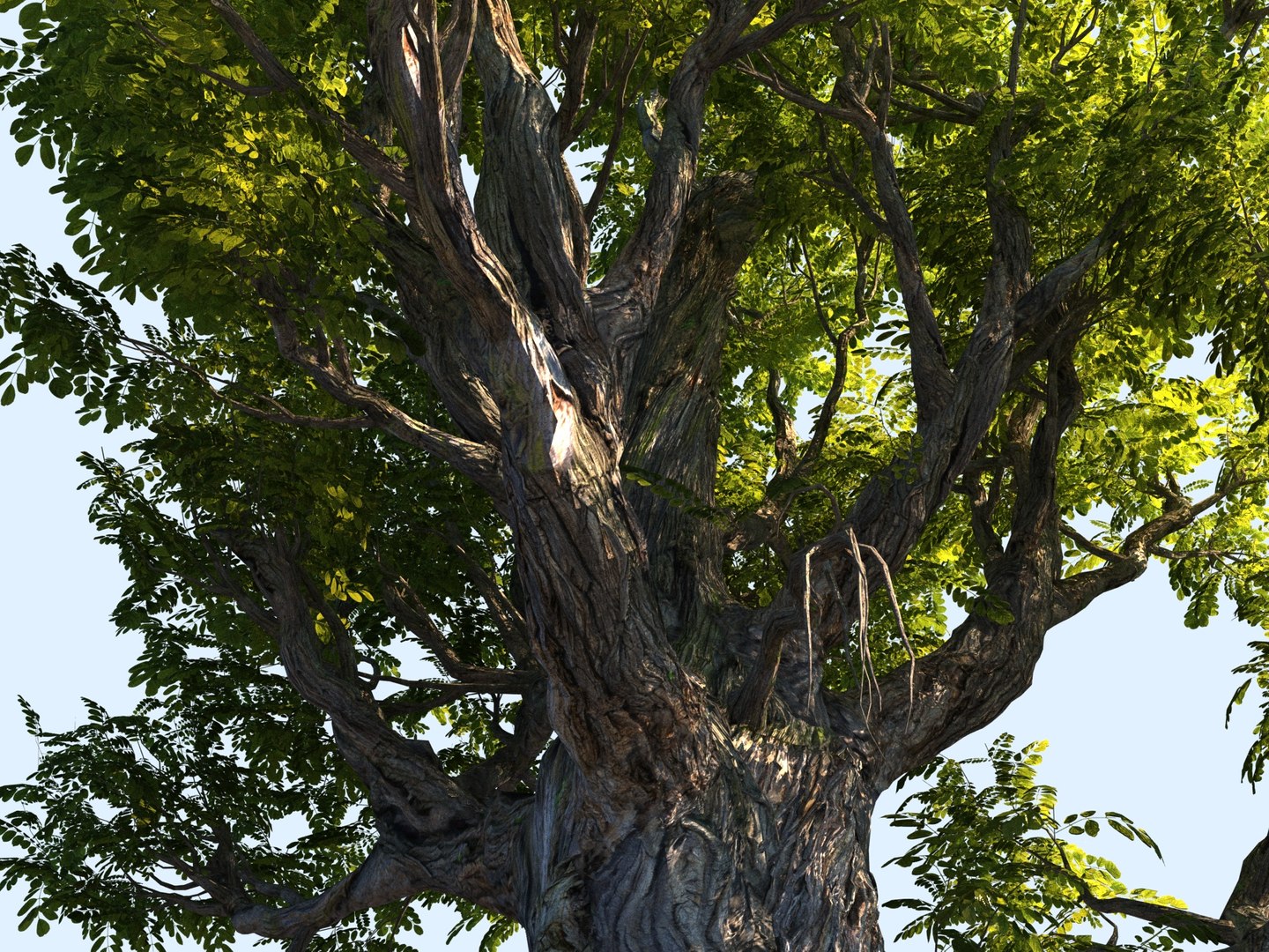 Tree Scanned Ready 3D Model - TurboSquid 1284592