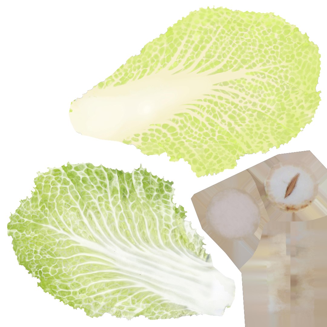 3d cabbage model