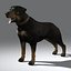 3d Extensive Dog Model