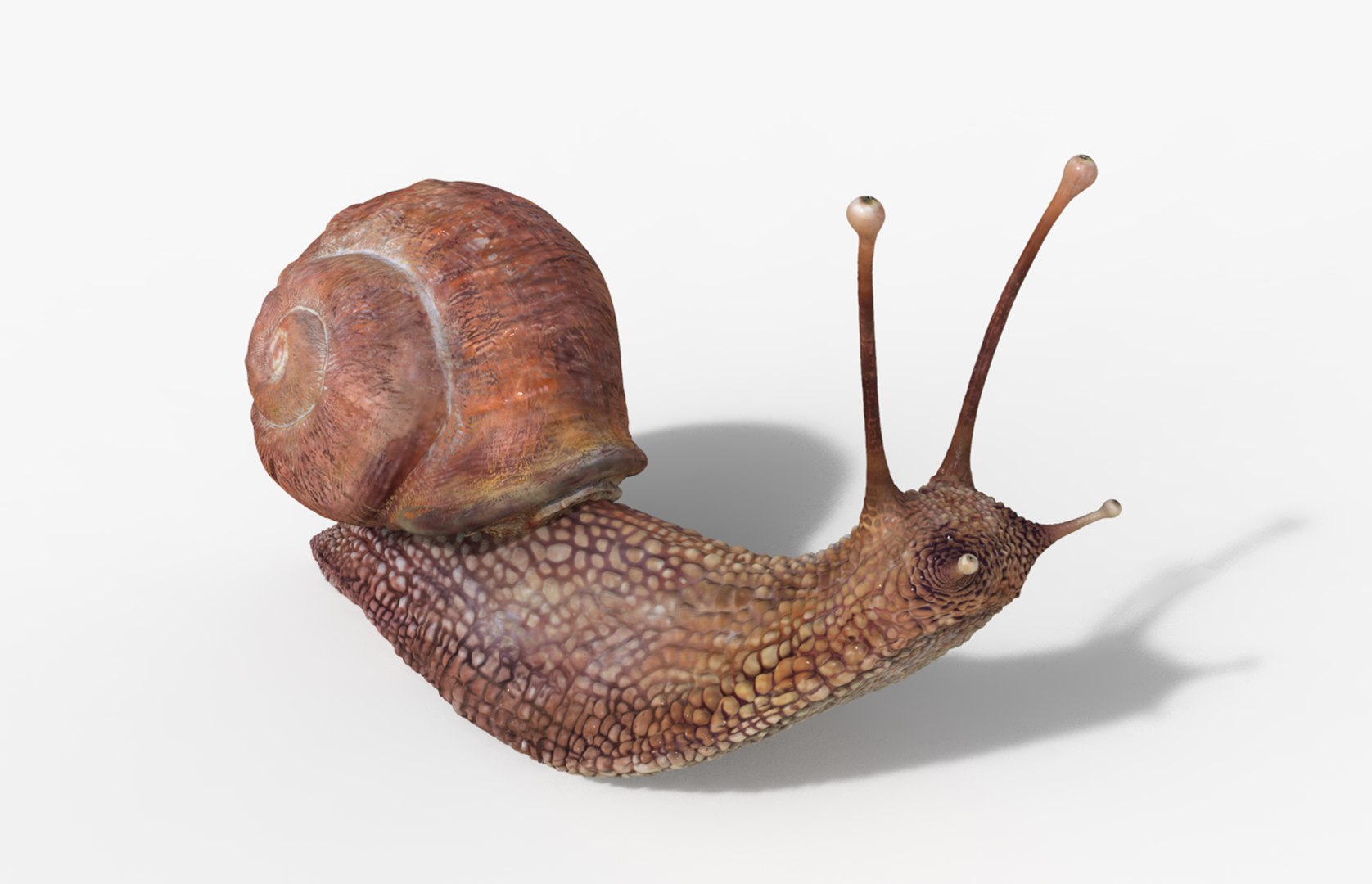 3D Snail - TurboSquid 1845594