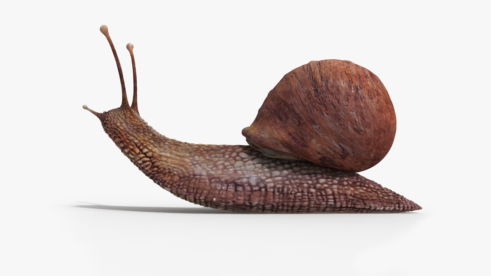 3D Snail - TurboSquid 1845594