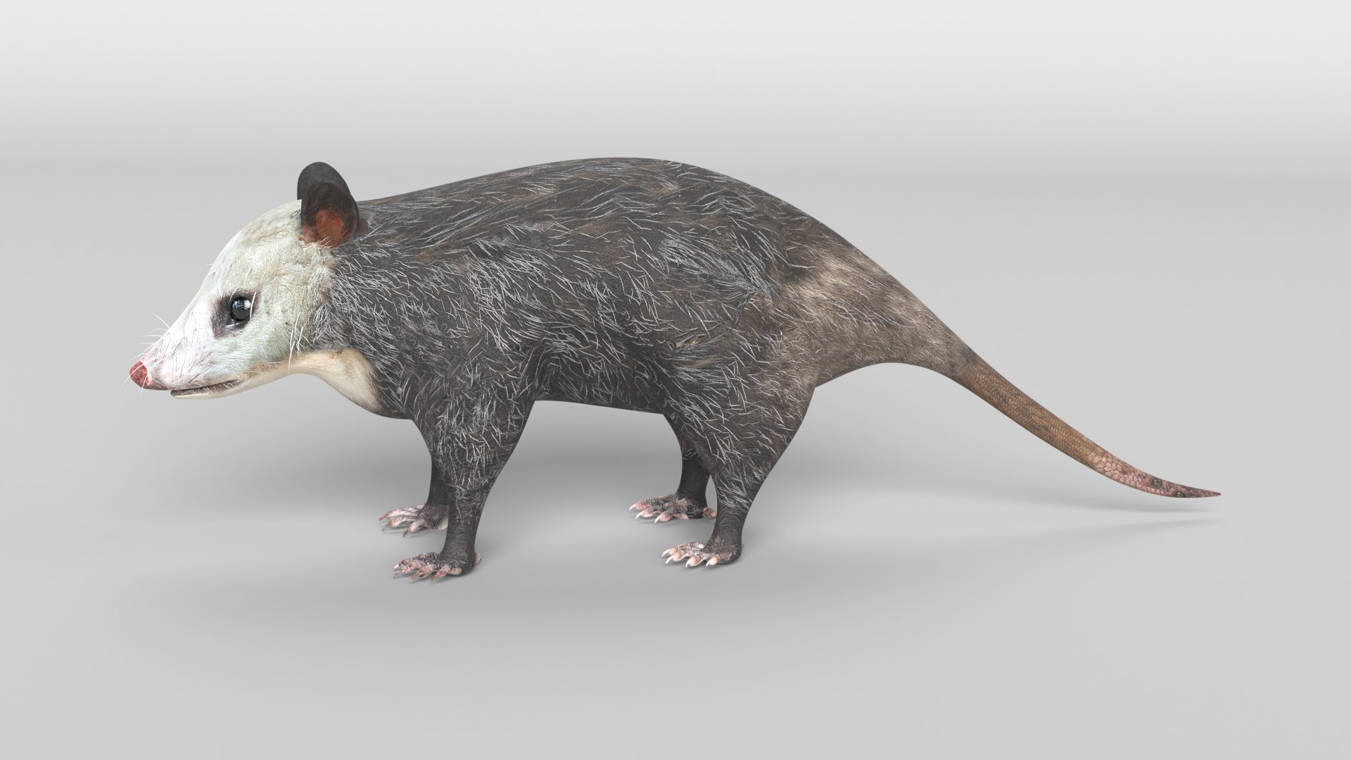 3D Animated Opossum - TurboSquid 1728455