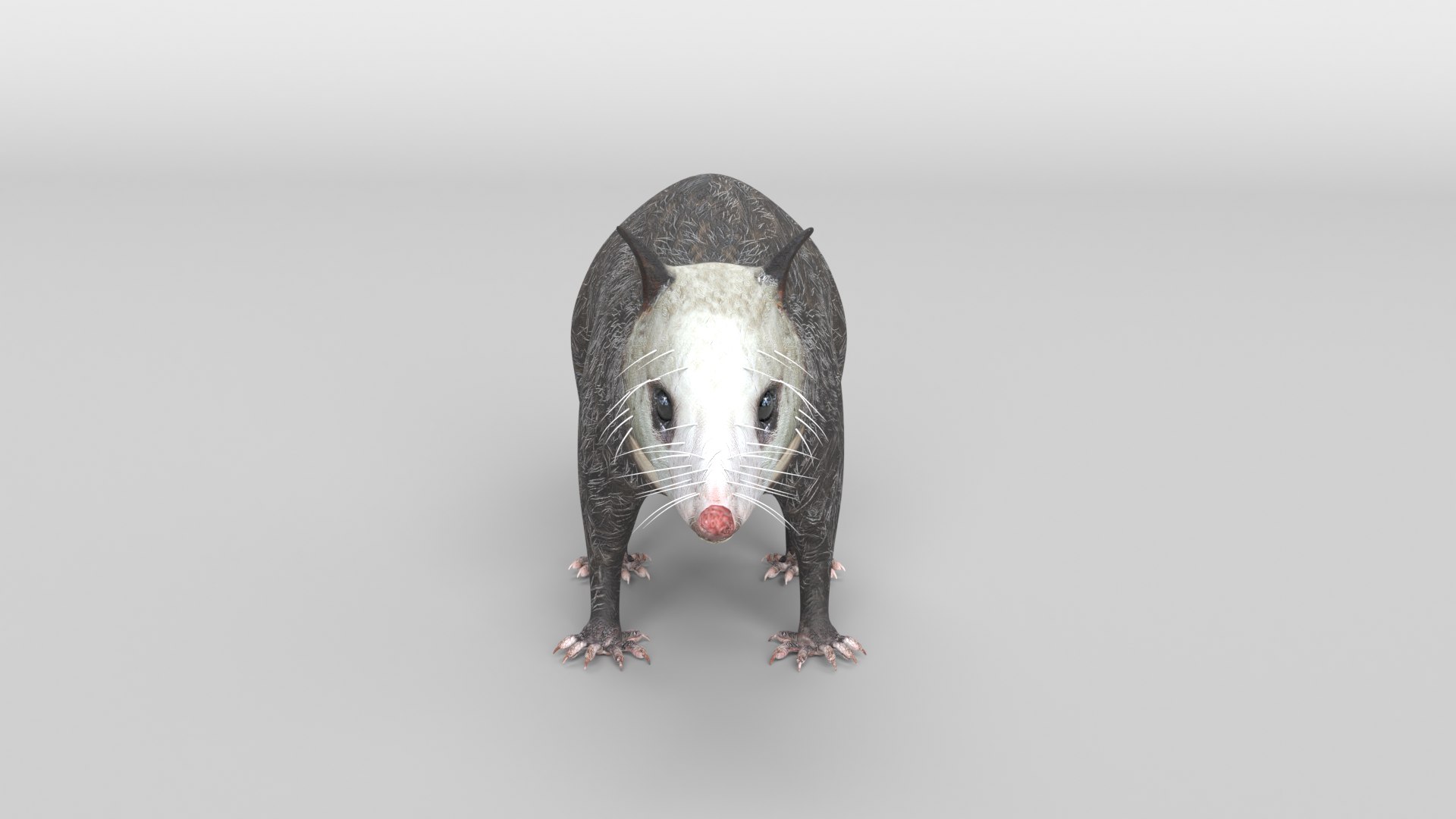 3D Animated Opossum - TurboSquid 1728455