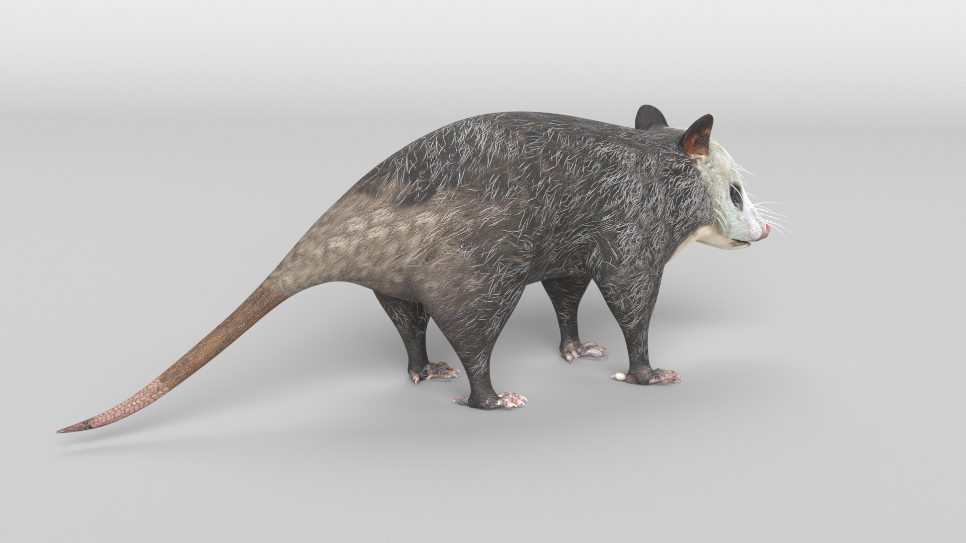 3D Animated Opossum - TurboSquid 1728455