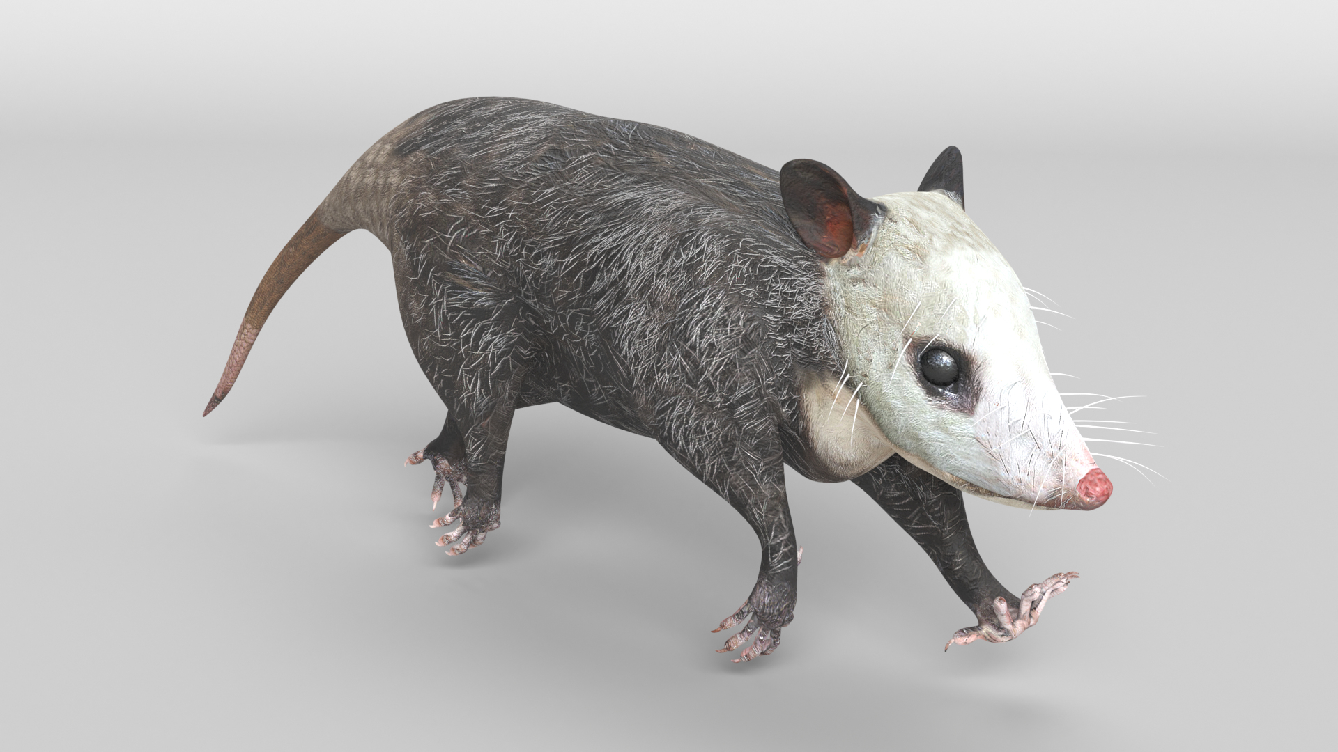 3D Animated Opossum - TurboSquid 1728455