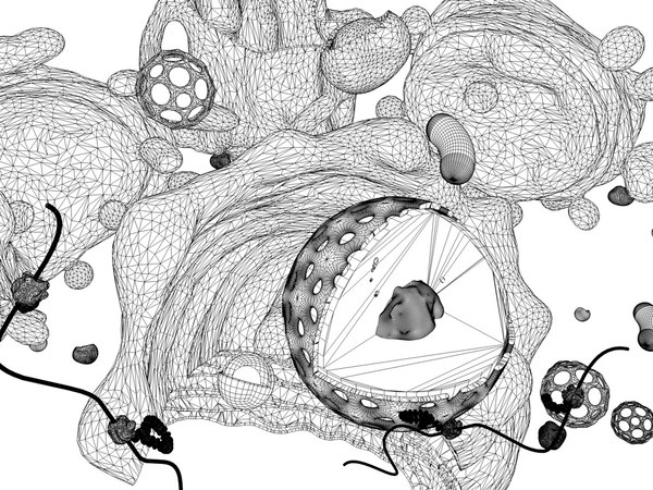 3d contents eukaryotic endoplasmatic
