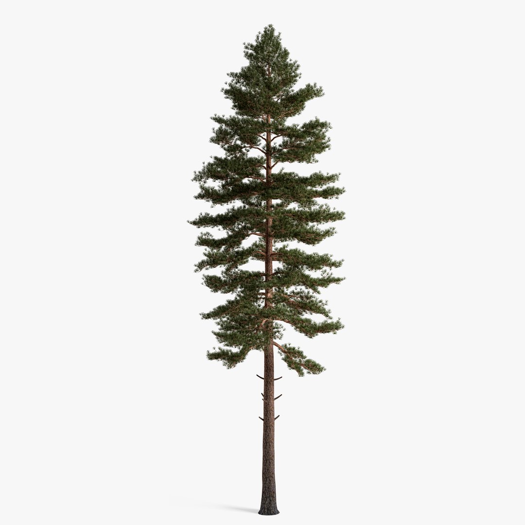 scotch fir 3d model