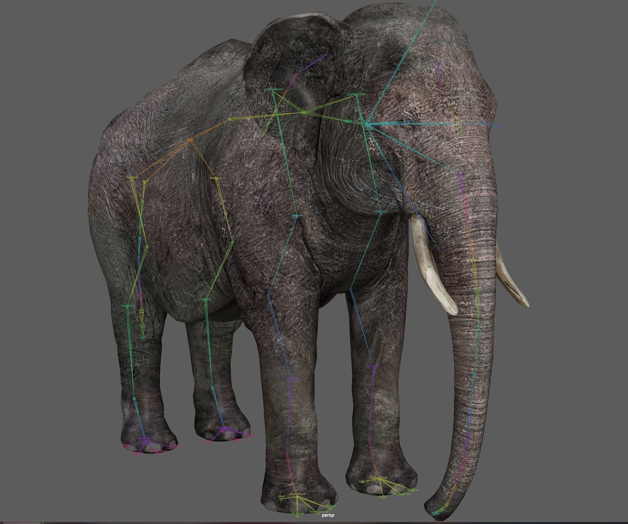 Asian Elephant Rig 3D Model - TurboSquid 1868205
