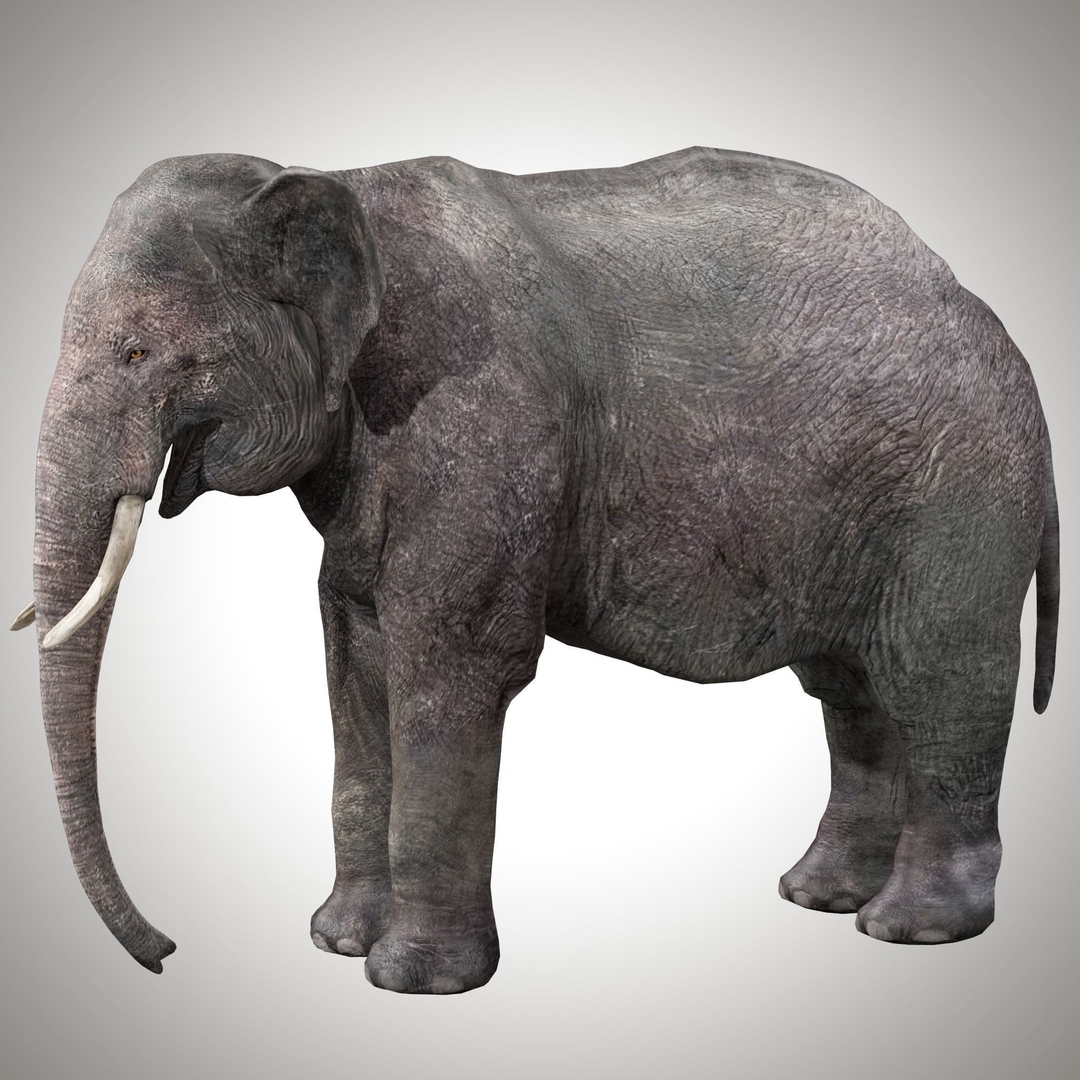 Asian Elephant Rig 3D model - TurboSquid 1868205