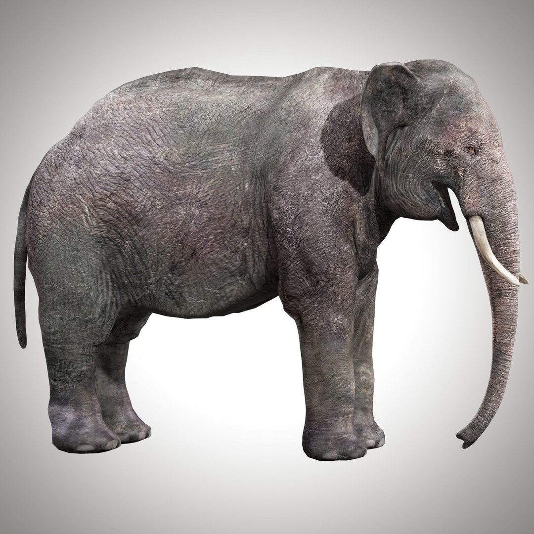 Asian Elephant Rig 3D Model - TurboSquid 1868205