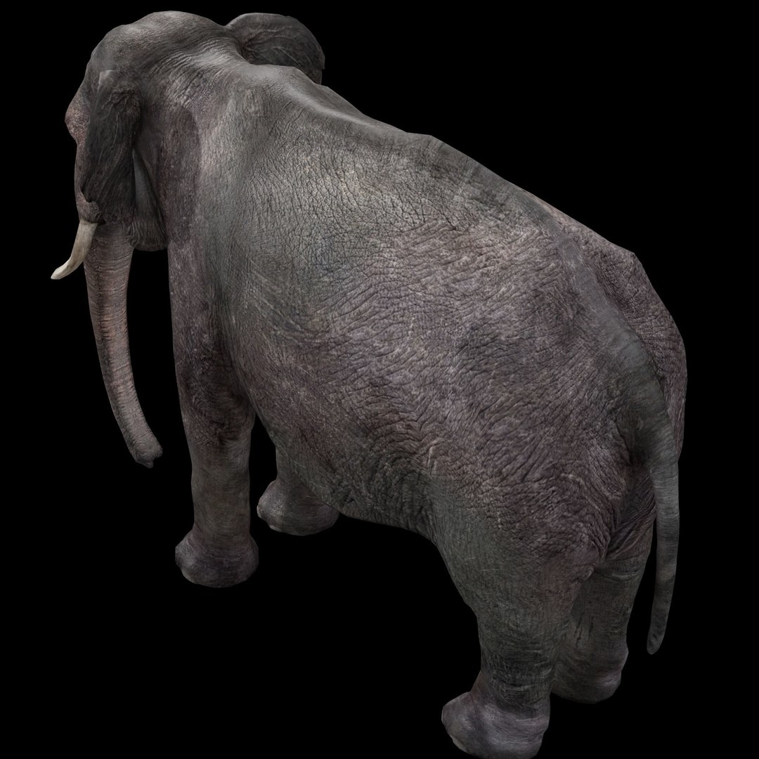 Asian Elephant Rig 3D Model - TurboSquid 1868205