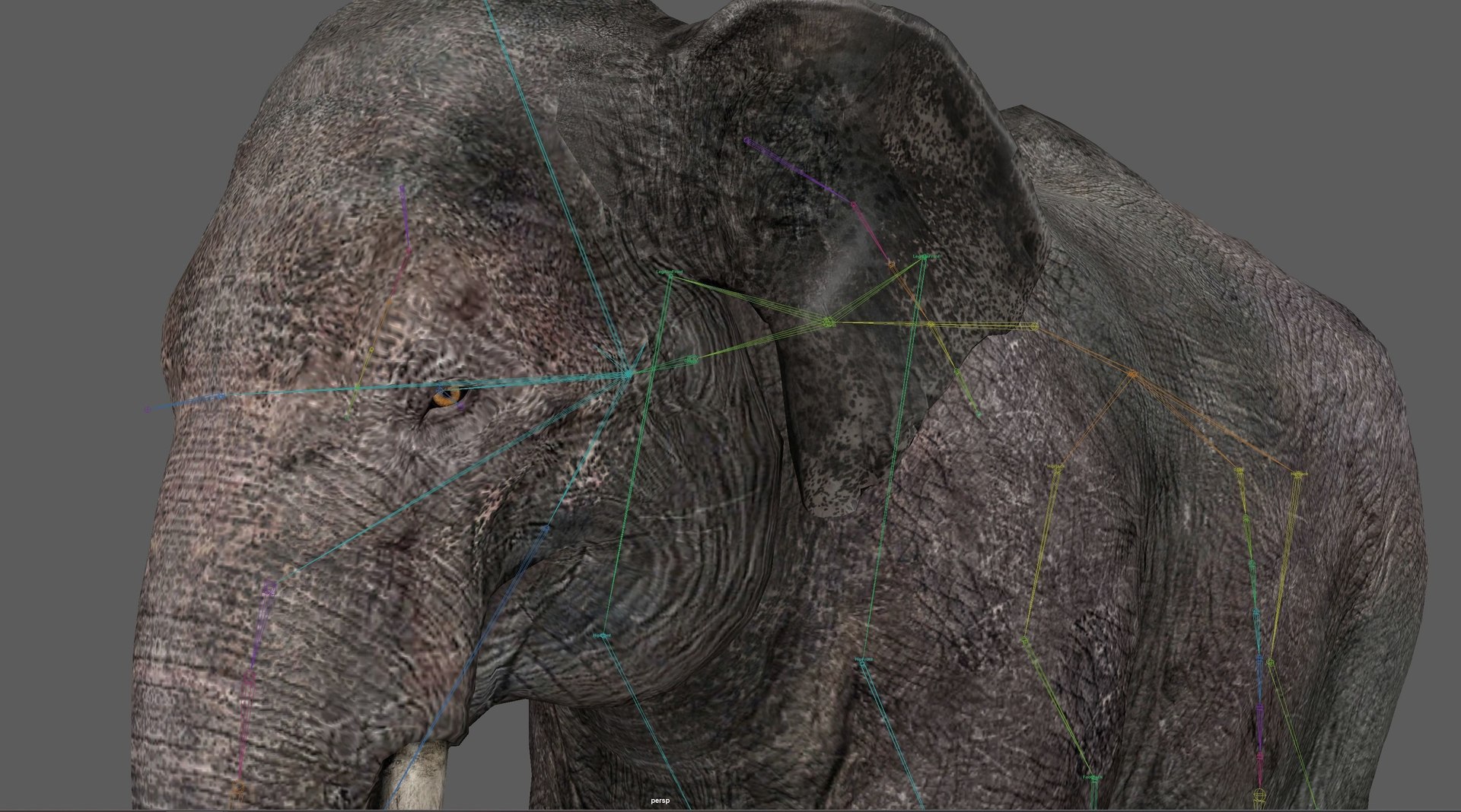 Asian Elephant Rig 3D Model - TurboSquid 1868205