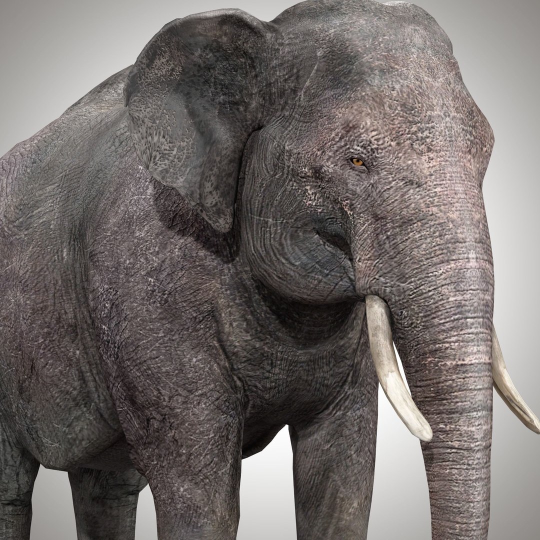 Asian Elephant Rig 3D Model - TurboSquid 1868205