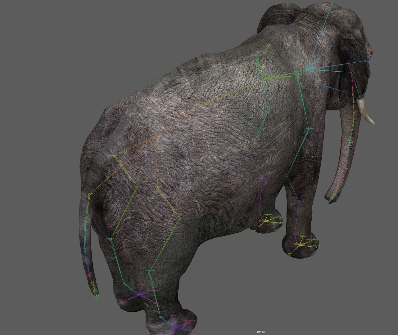 Asian Elephant Rig 3D Model - TurboSquid 1868205