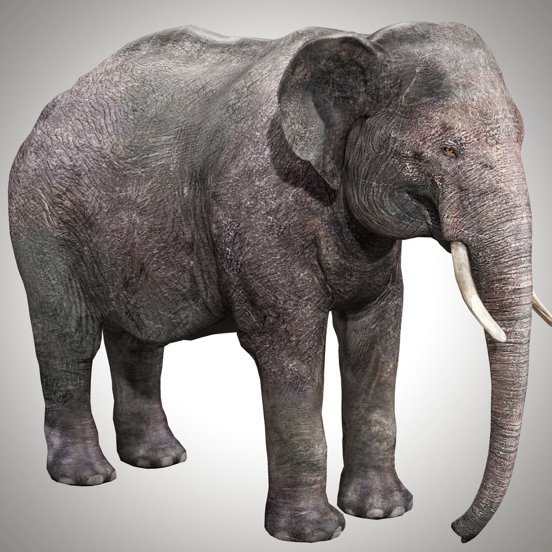 Asian Elephant Rig 3D Model - TurboSquid 1868205