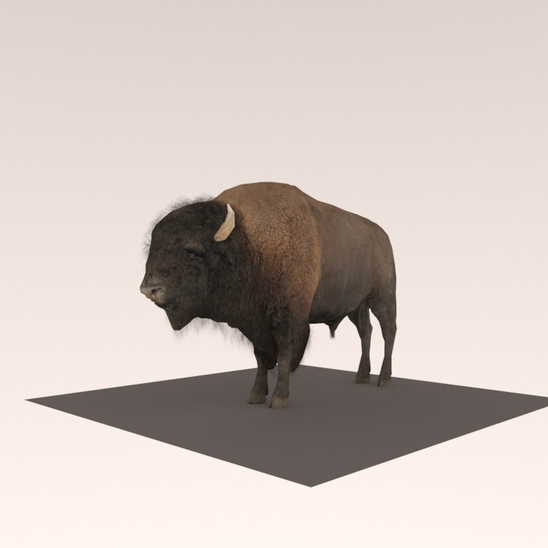 Bison Nature 3D Model - TurboSquid 1242074