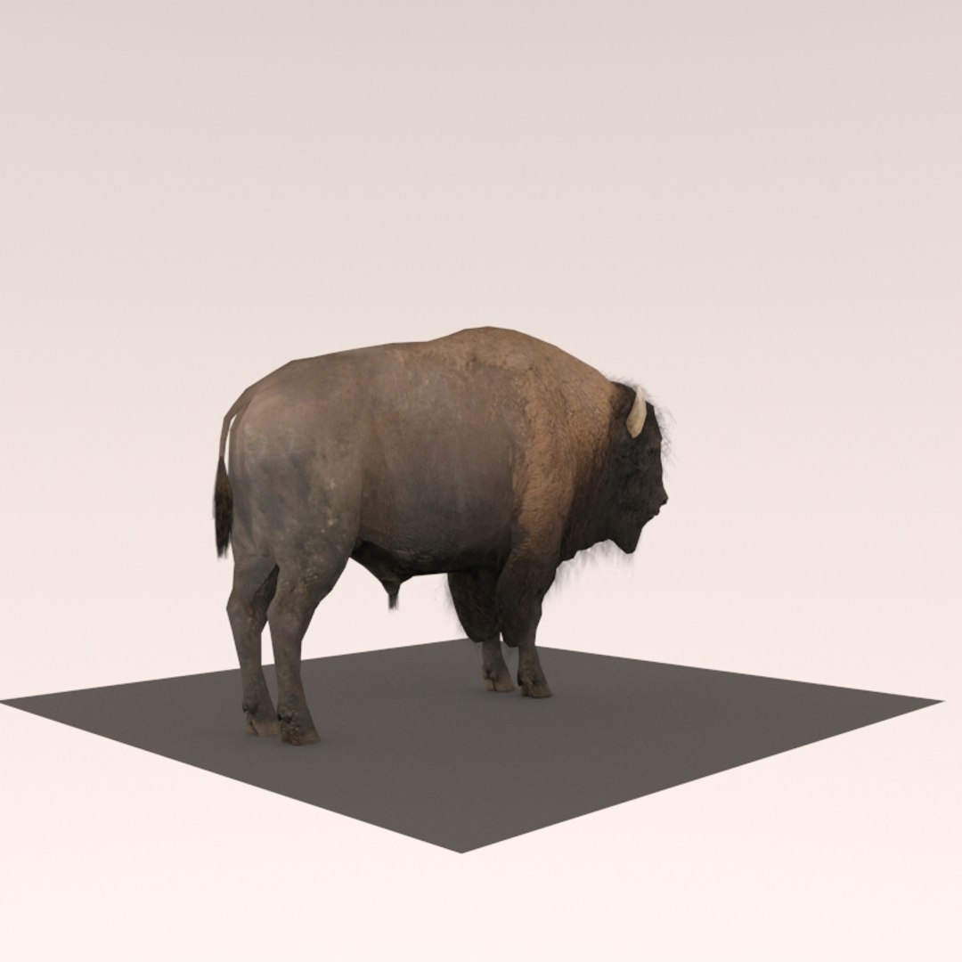 Bison nature 3D model - TurboSquid 1242074