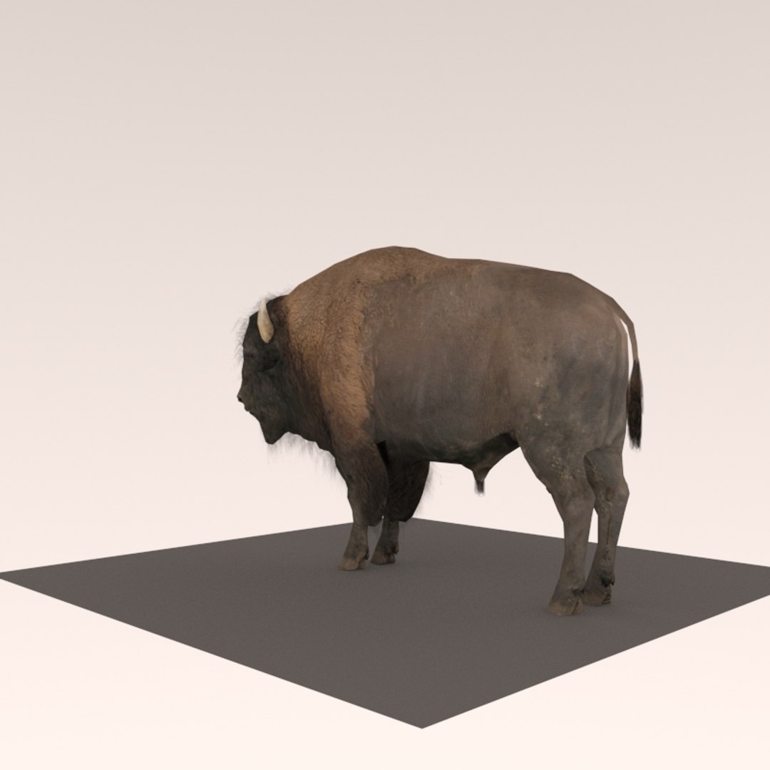 Bison Nature 3D Model - TurboSquid 1242074