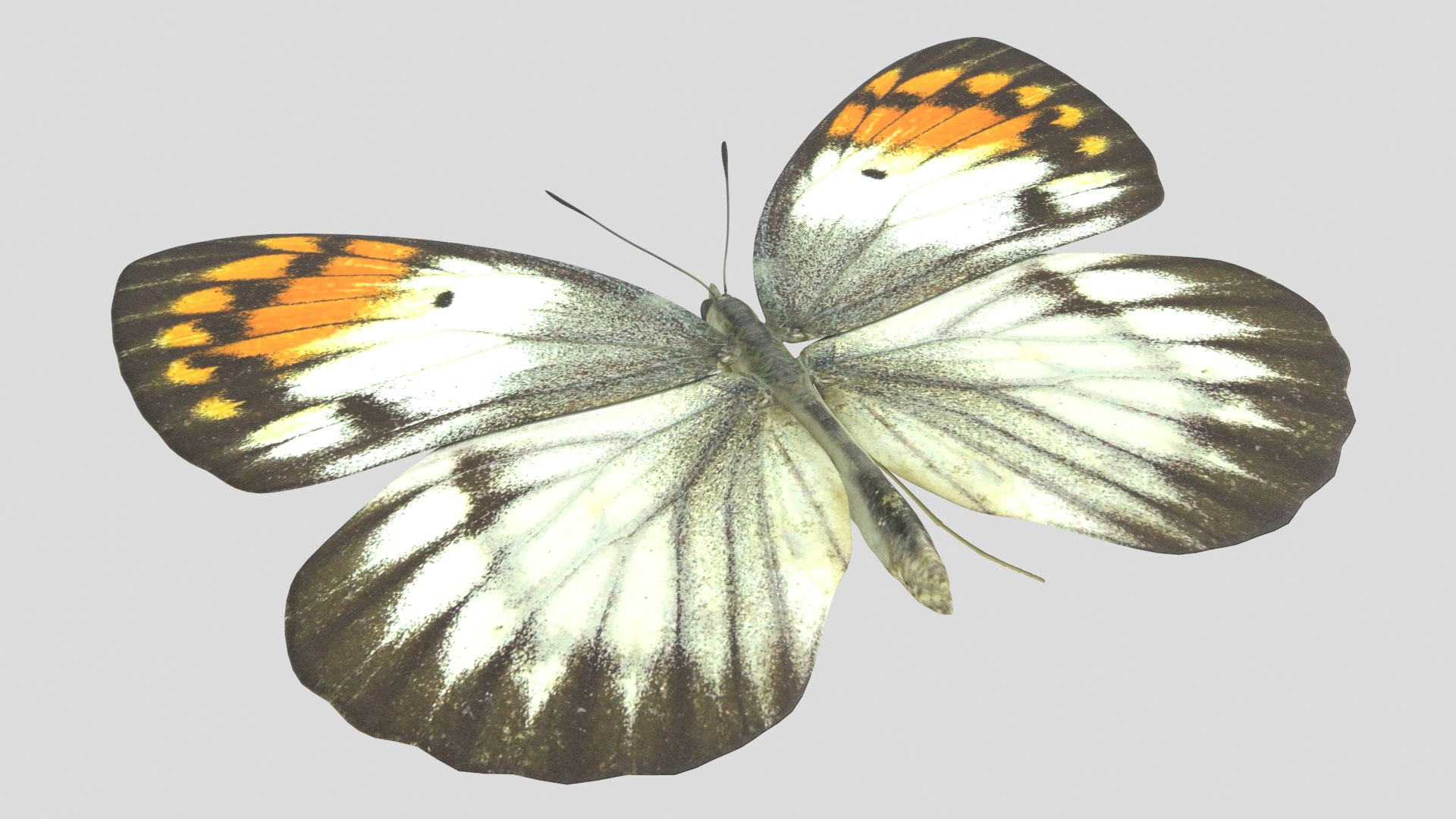3D Colotis Ione Butterfly - TurboSquid 2001025