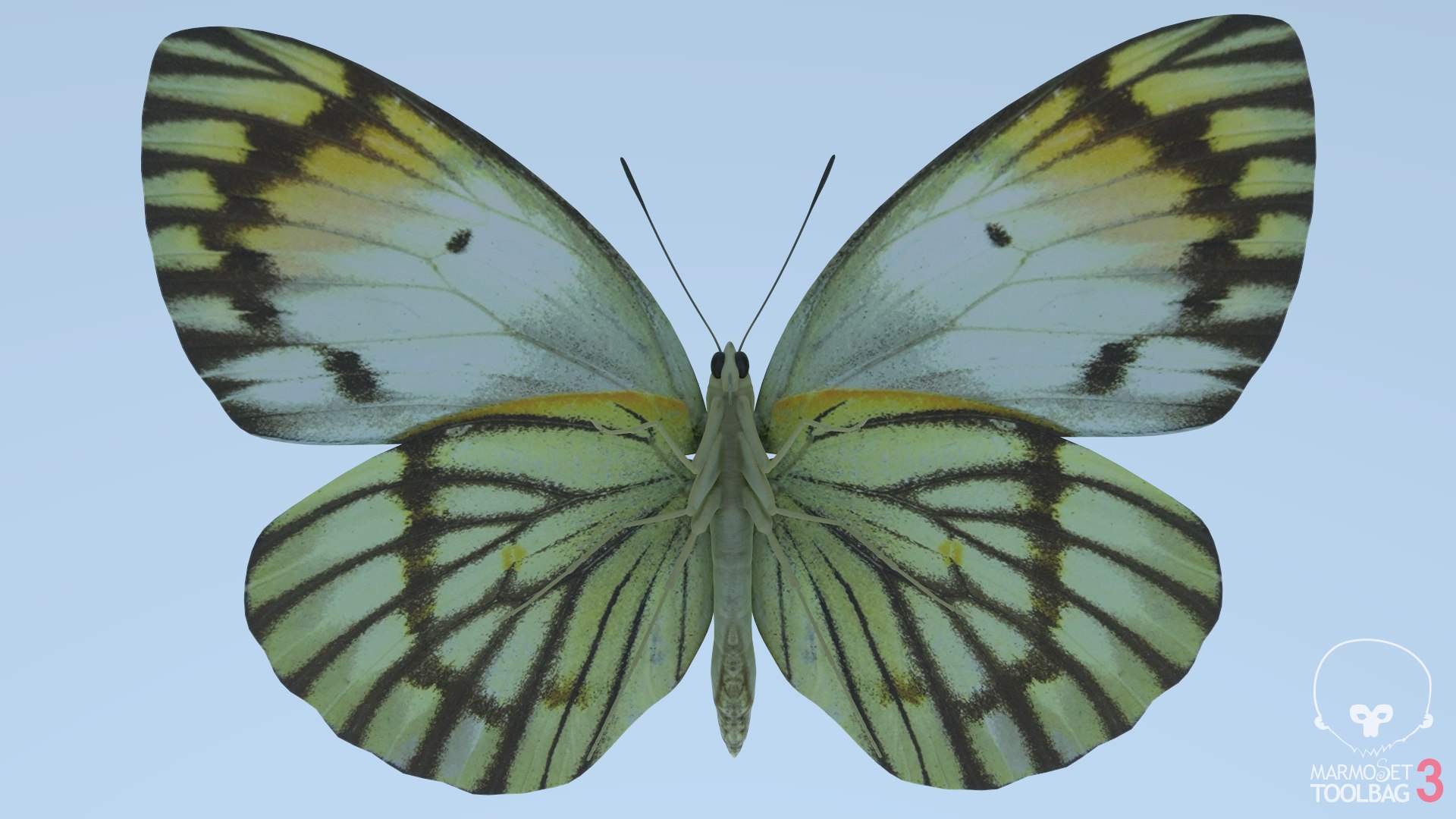 3D Colotis Ione Butterfly - TurboSquid 2001025