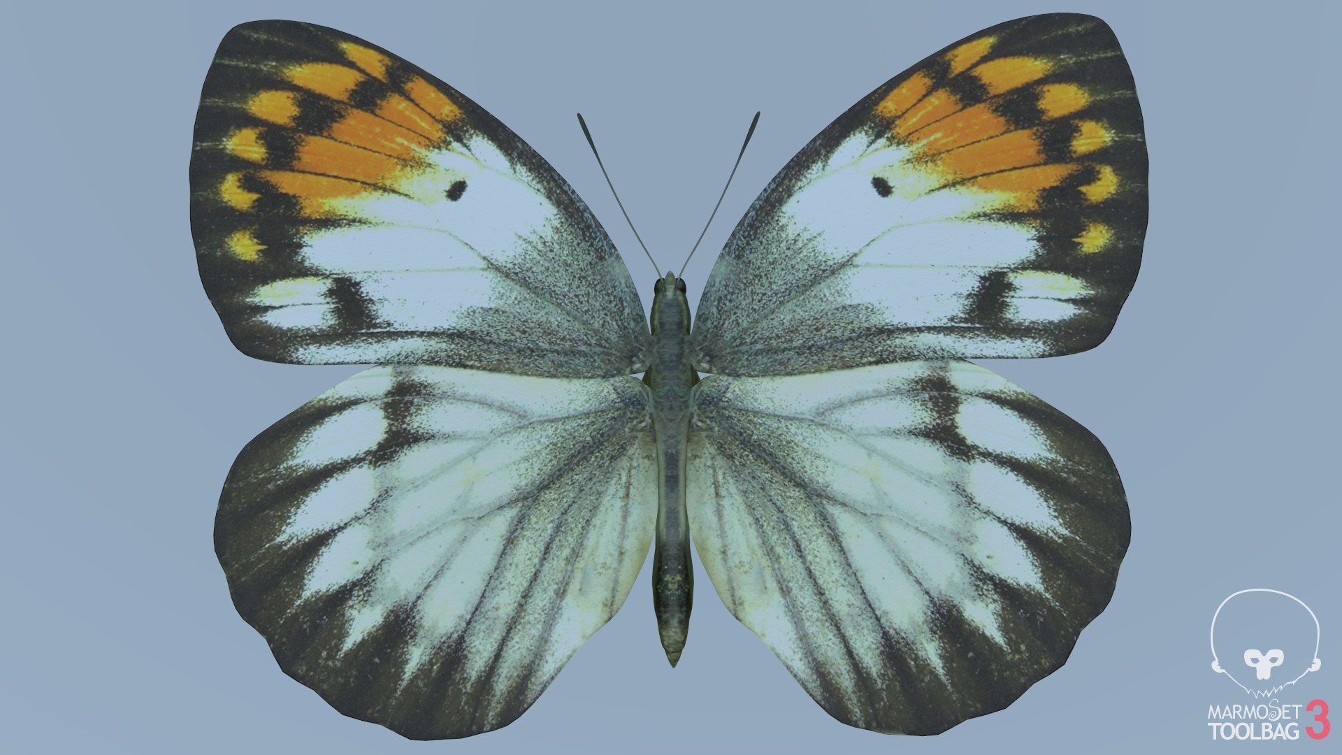 3D Colotis Ione Butterfly - TurboSquid 2001025