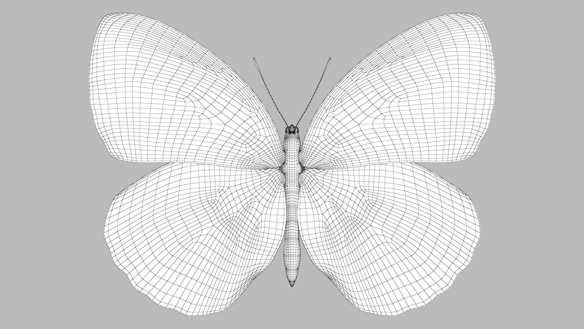 3D Colotis Ione Butterfly - TurboSquid 2001025