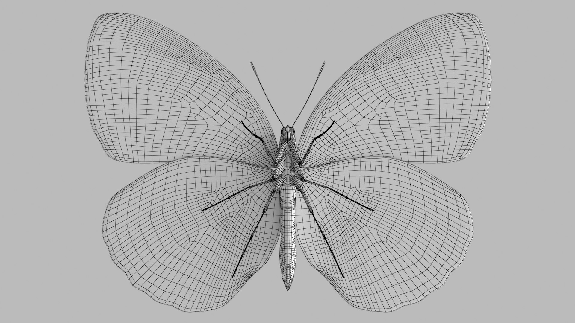 3D Colotis Ione Butterfly - TurboSquid 2001025