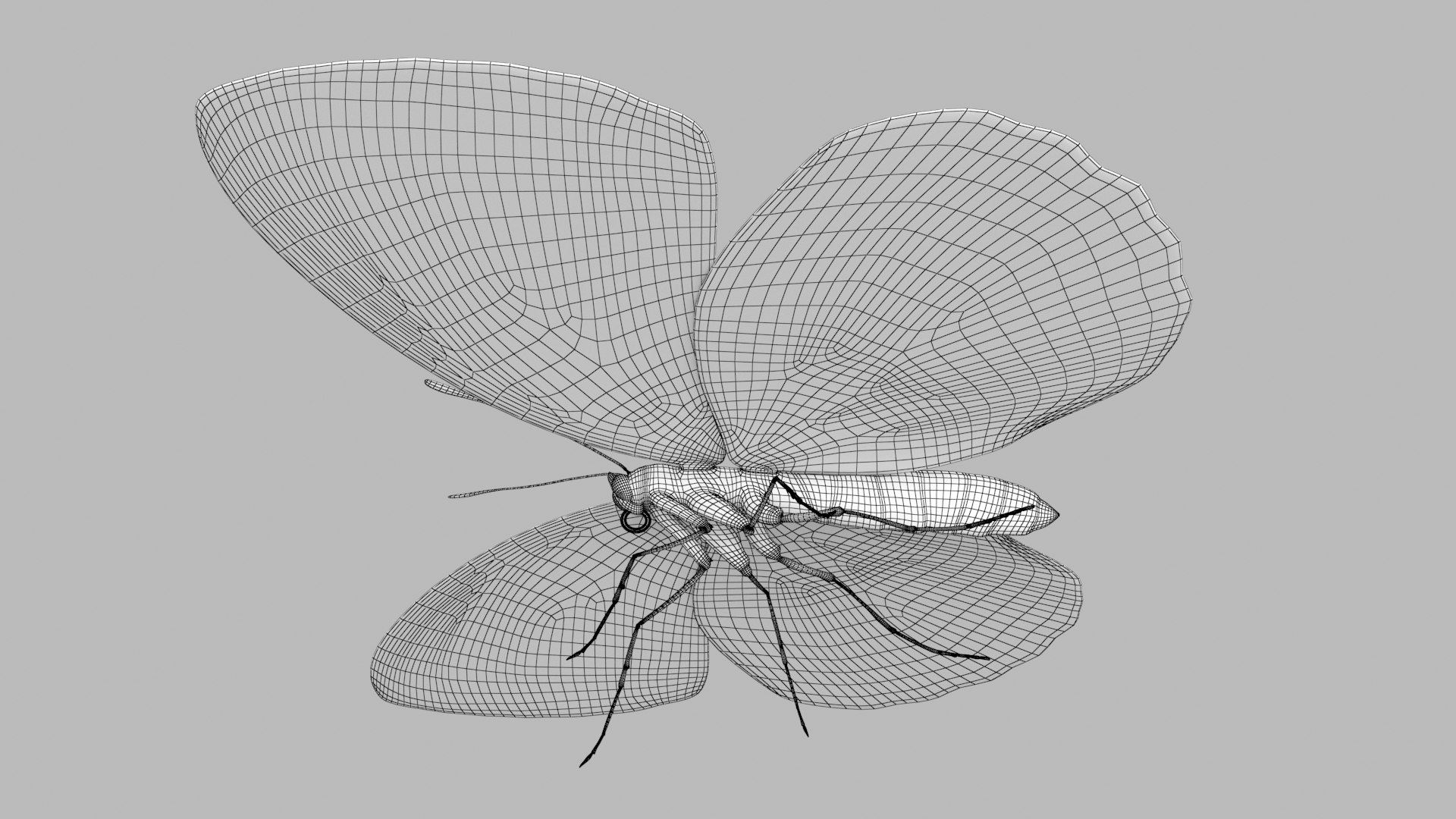 3D Colotis Ione Butterfly - TurboSquid 2001025