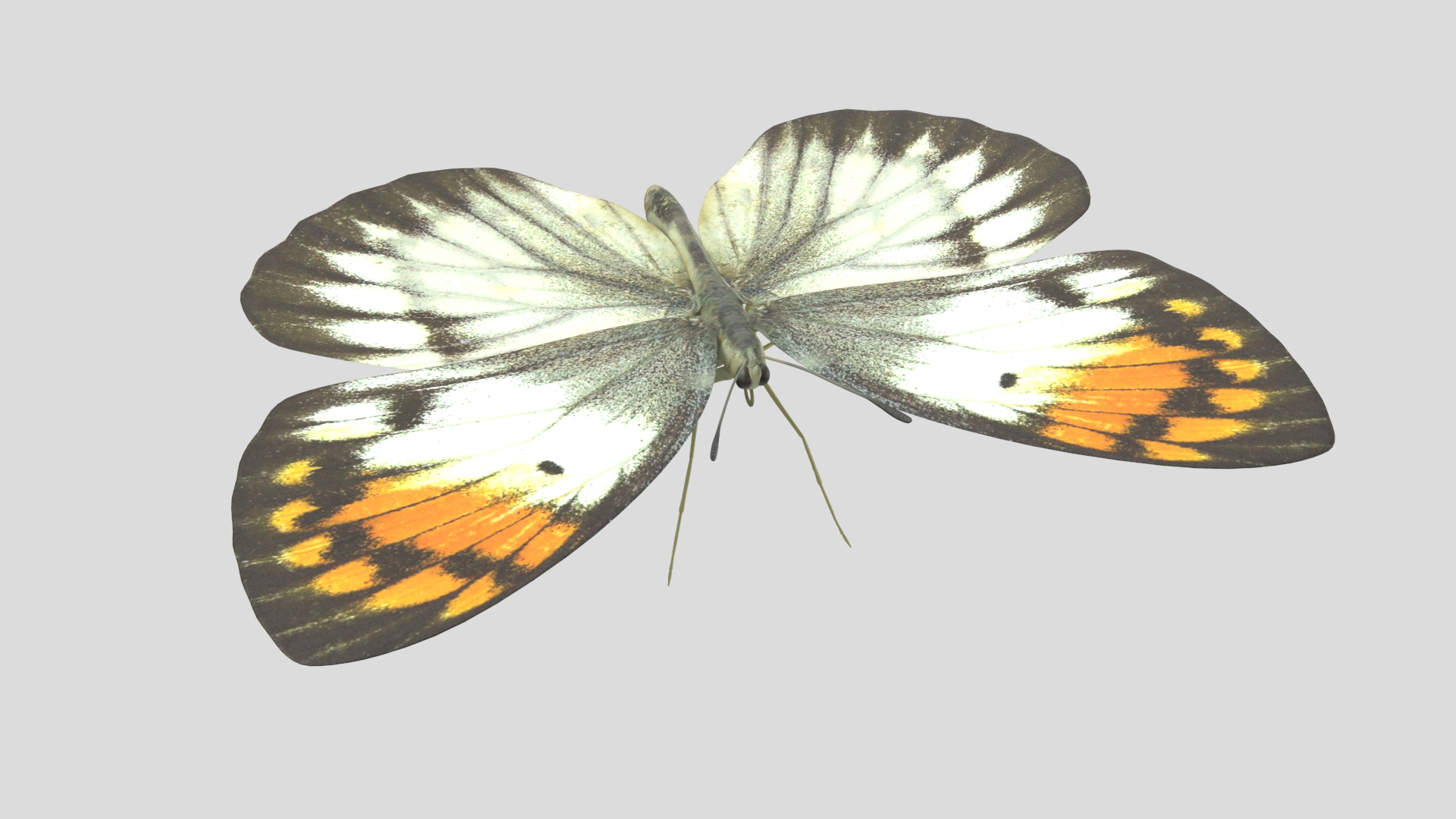 3D Colotis Ione Butterfly - TurboSquid 2001025
