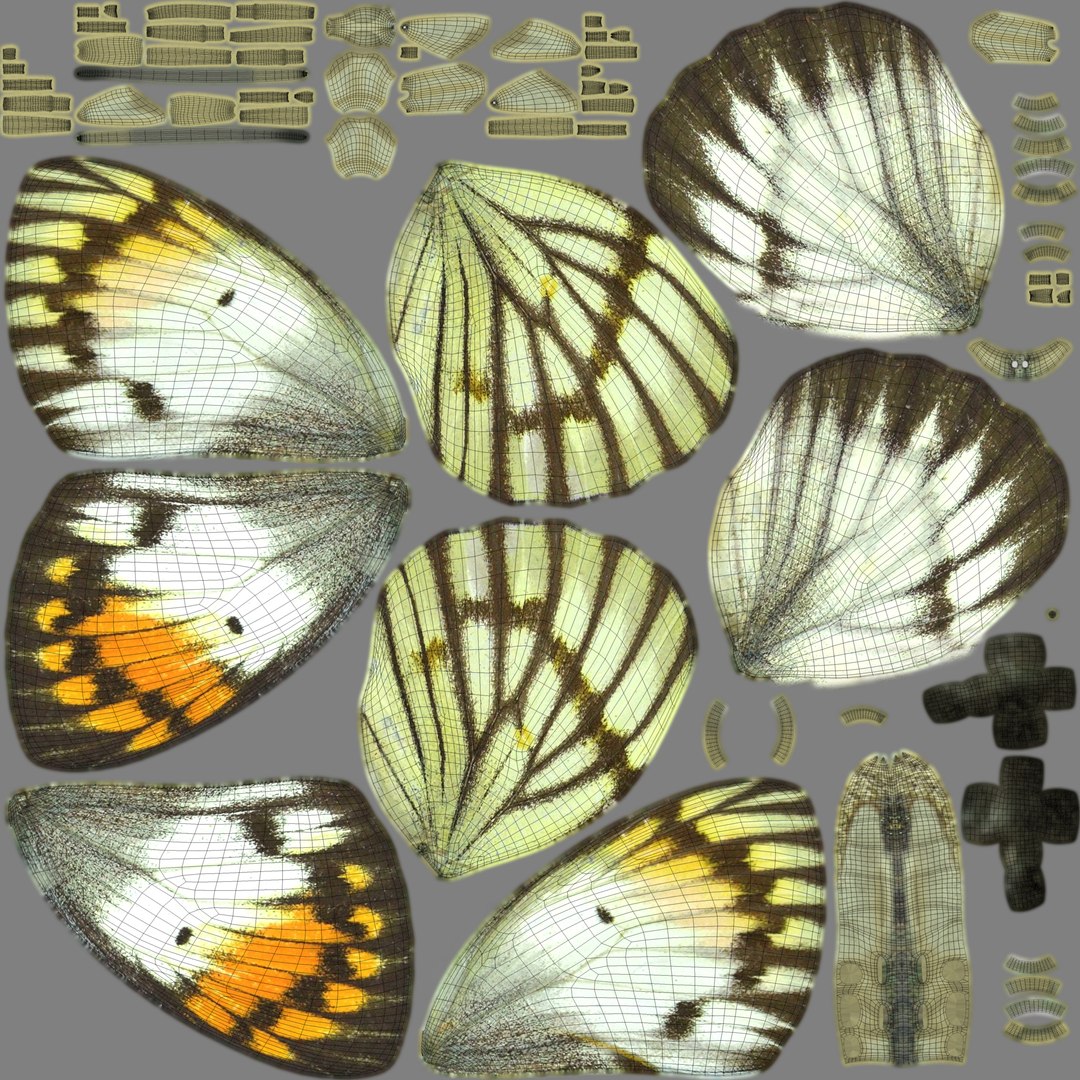 3D Colotis Ione Butterfly - TurboSquid 2001025