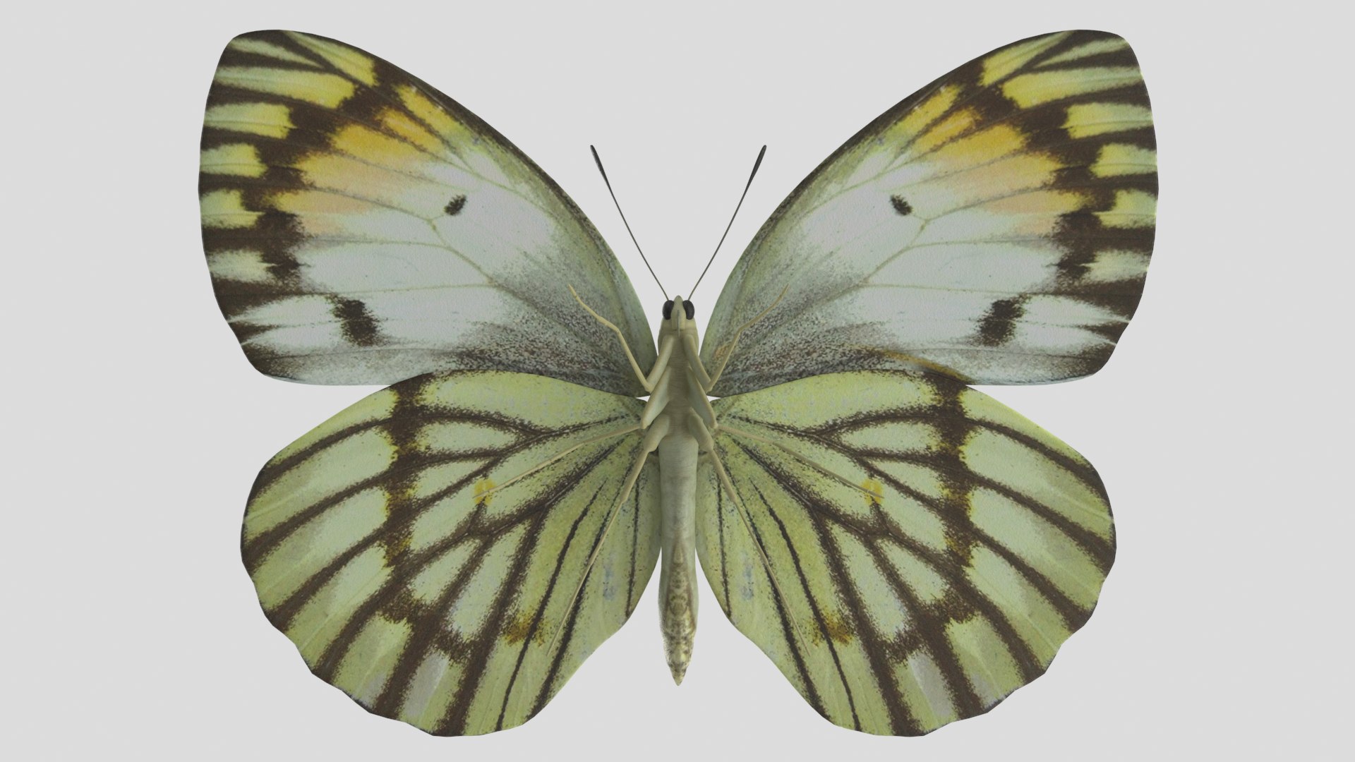 3D Colotis Ione Butterfly - TurboSquid 2001025