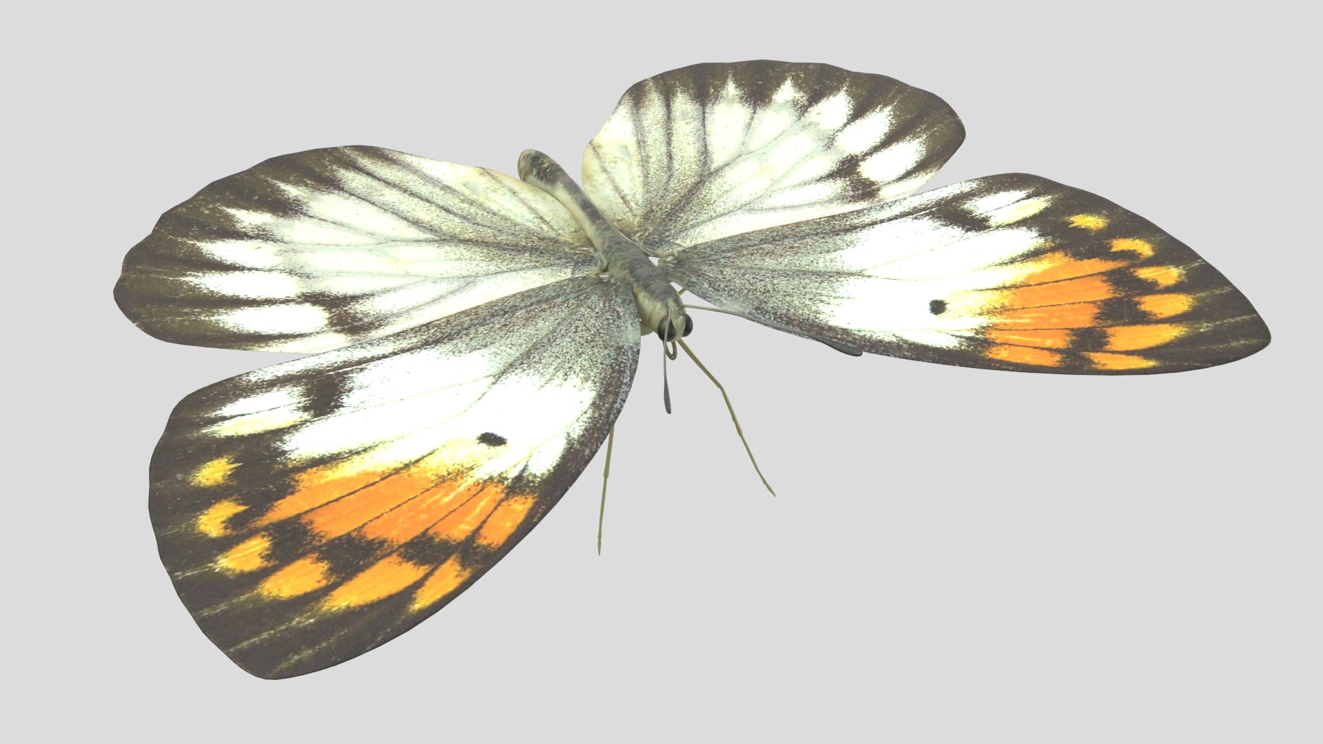 3D Colotis Ione Butterfly - TurboSquid 2001025