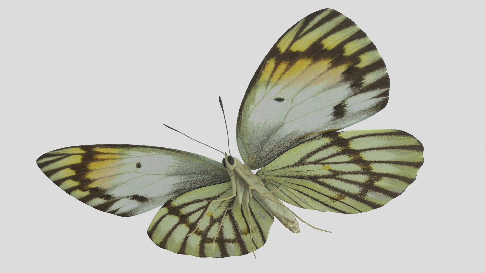 3D Colotis Ione Butterfly - TurboSquid 2001025