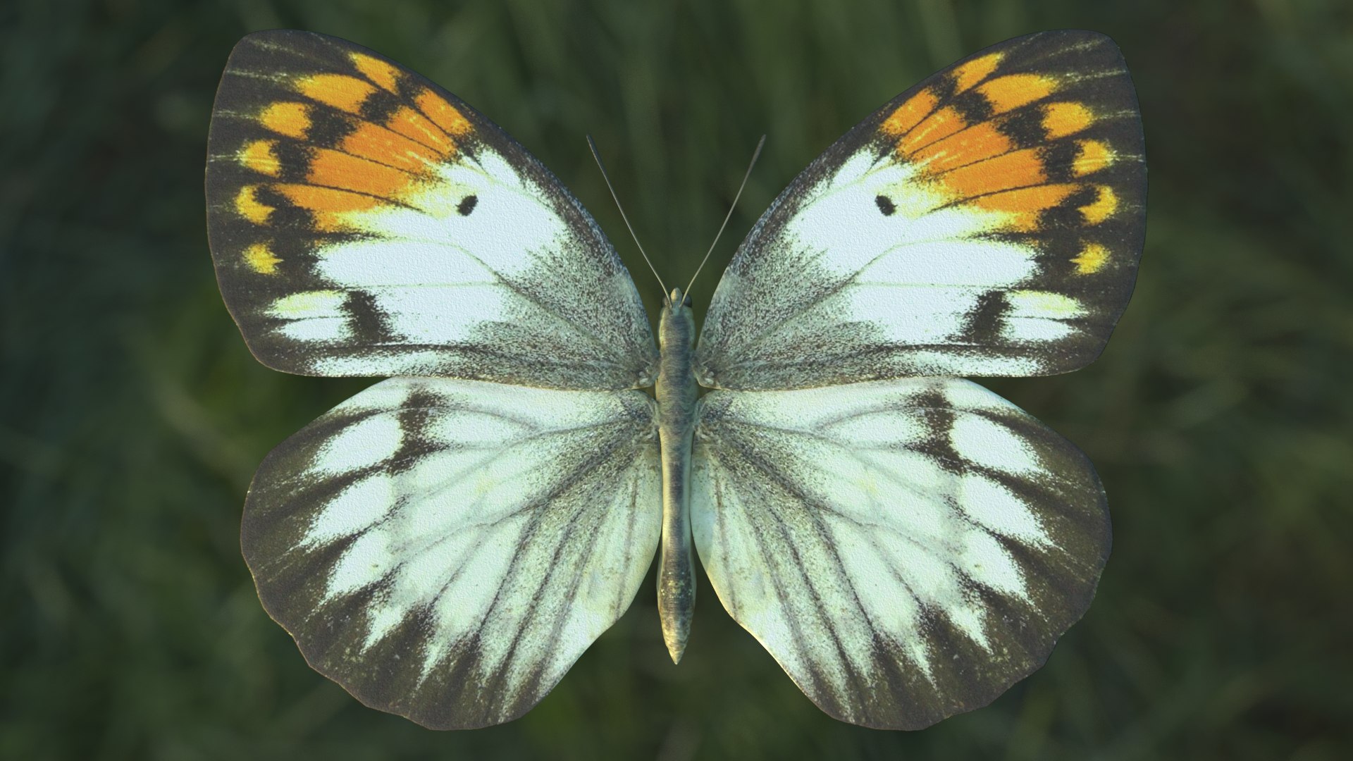 3D Colotis Ione Butterfly - TurboSquid 2001025