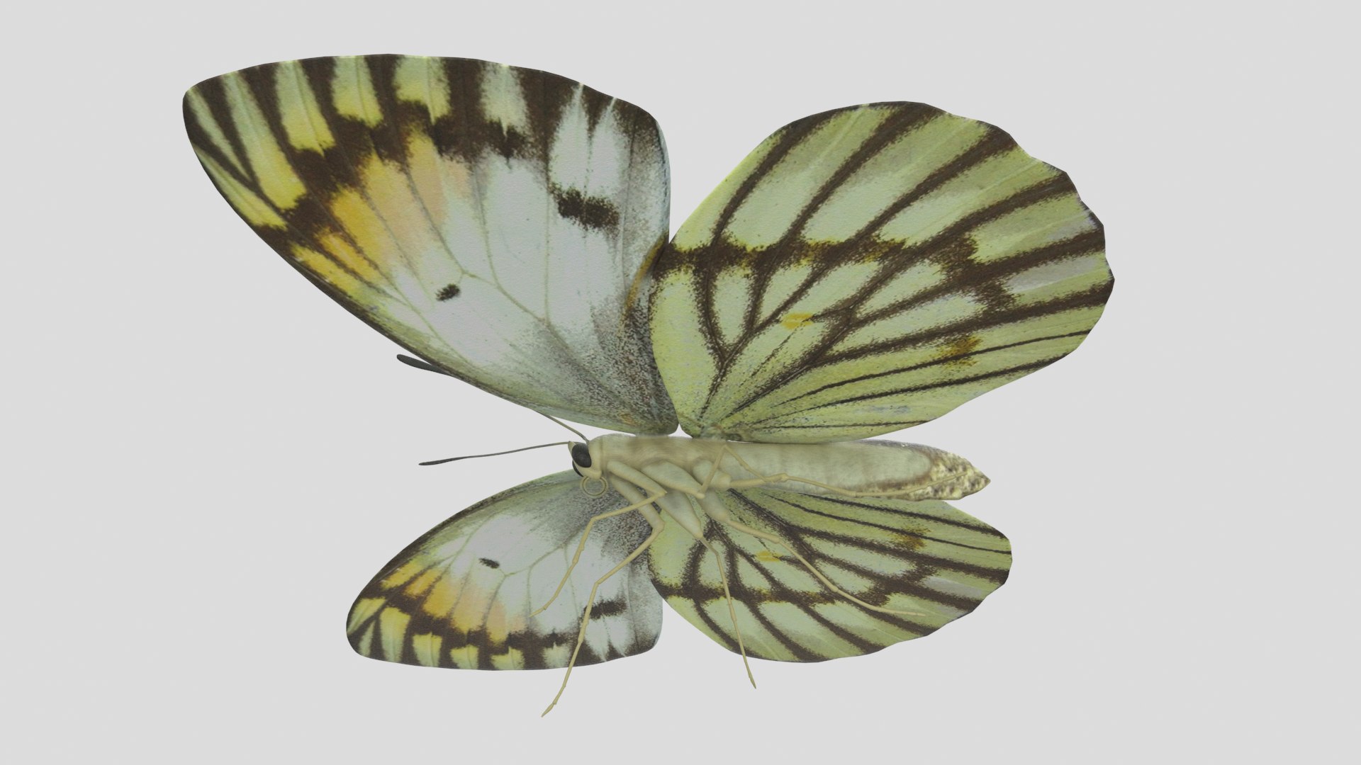 3D Colotis Ione Butterfly - TurboSquid 2001025