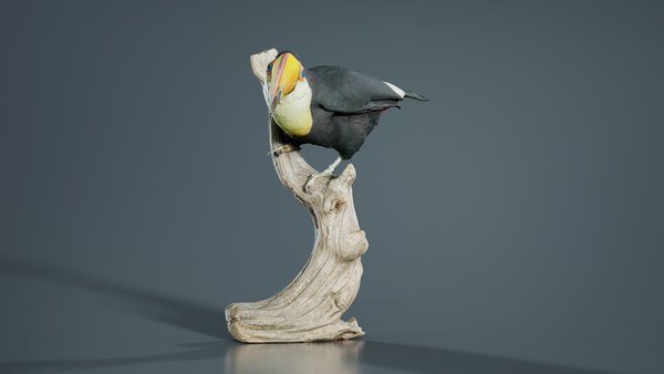 modelo 3d Tucán Ramphastidae Tucana Remasterizado - TurboSquid 2359567