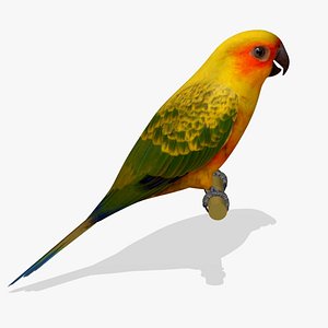 3D Parakeet Models | TurboSquid