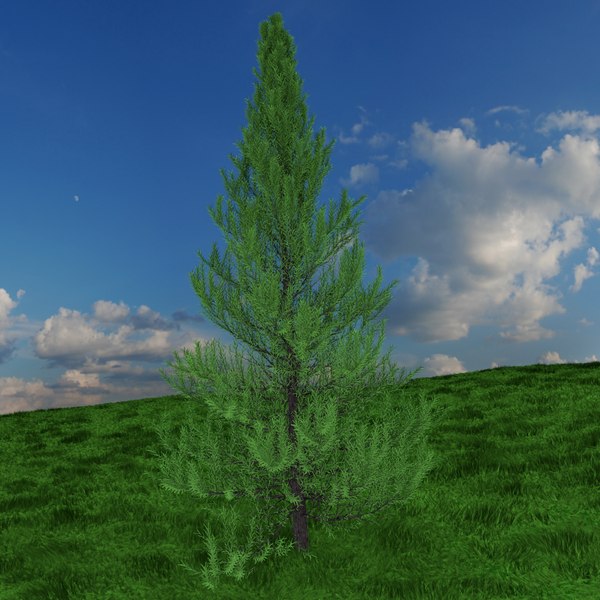 3d model fir tree