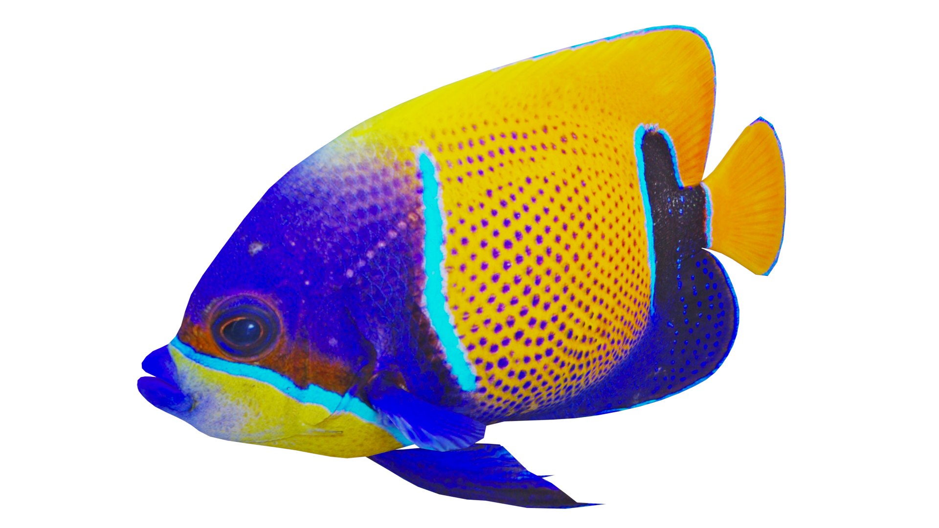 3D Materialbluegirdled Angel Fish - TurboSquid 1854117