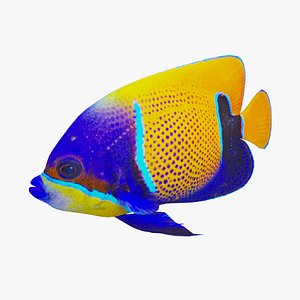 SketchUp Fish Models | TurboSquid