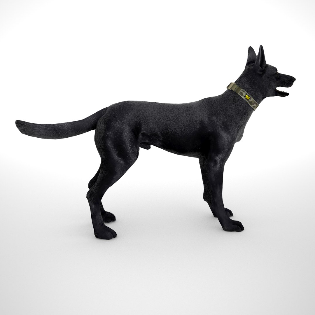 Belgian Malinois Multicam Id 3D Model - TurboSquid 1246329