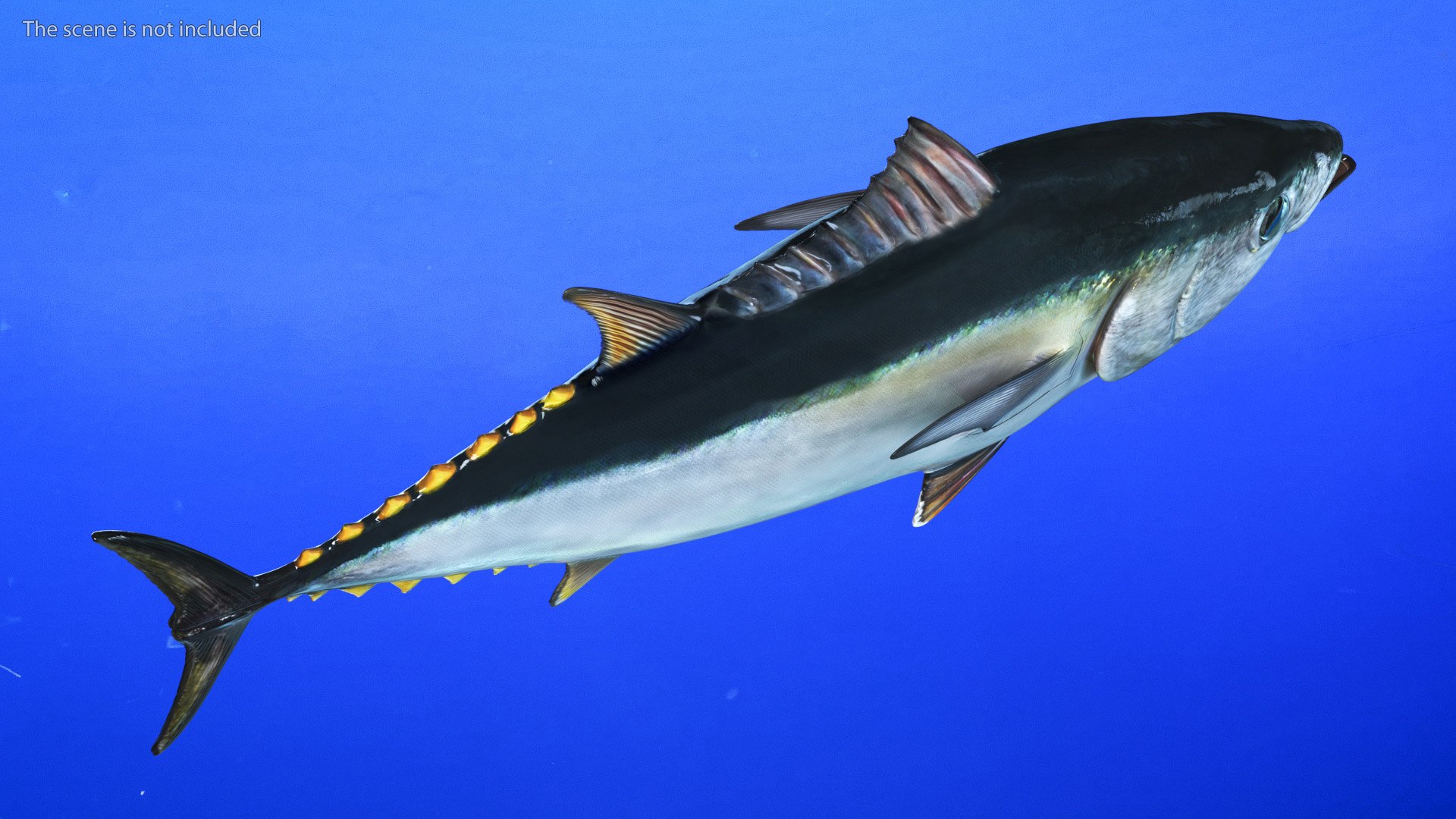 3D Bluefin Tuna Rigged For Cinema 4D Model - TurboSquid 2384619